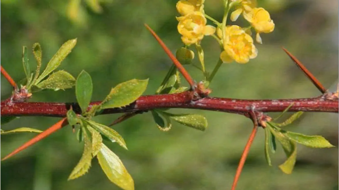 Hoàng Liên Gai: Vị Thuốc Vàng Trong Y Học Cổ Truyền - Lanui - Health ...